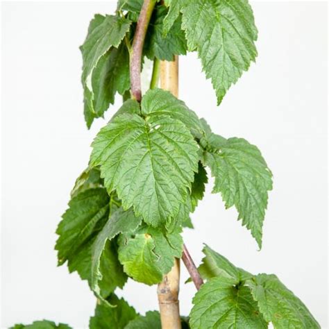 Best Thornless Raspberry Plants