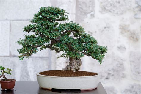 Bonsai Tree Types Indoor Bonsai For Beginners Easy Guide