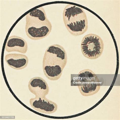 What Are Daughter Cells Photos And Premium High Res Pictures Getty Images
