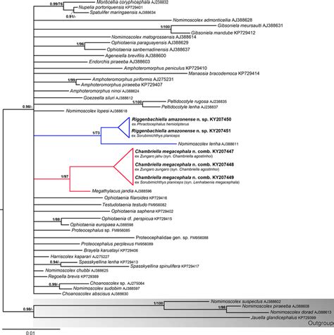 tree resulting from bayesian inference bi analysis of partial d1 d3