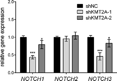 Figure 1 From Epigenetic Regulation Of Notch1 And Notch3 By Kmt2a