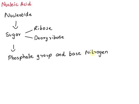 Nucleic Acids Simple Structure