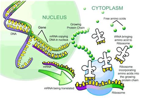 RNA Transcription Translation 2014 Pptx On Emaze