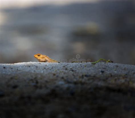 Orange Eidechse Calotes Emma Thailand Reptilien Stockbild Bild