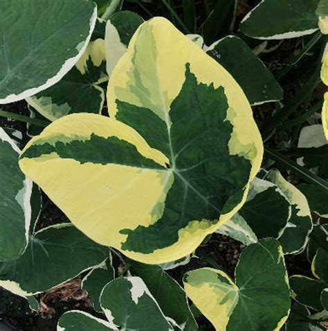 Alocasia Mickey Mouse Aroid Nursery