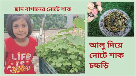 আজকে আমার ছাদ বাগানের শাক তুলে রান্না করলাম Youtube