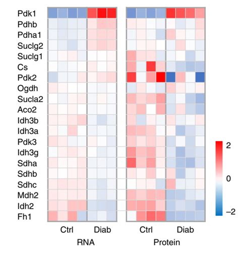 Proteomics Heat Map Of Protein Expression From Normalized Abundance