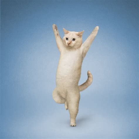 Создать мем кошка йога йога котики танцующий кот Картинки Meme