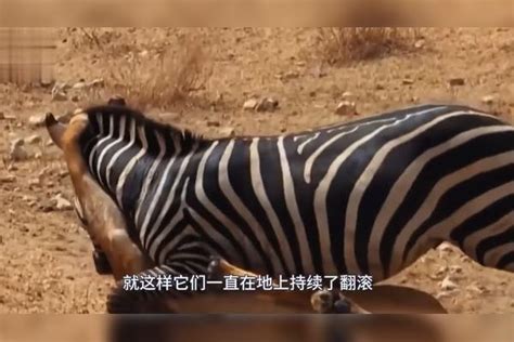 雄狮与斑马在搏斗，眼看快要得手时，下一秒意想不到的事情发生！