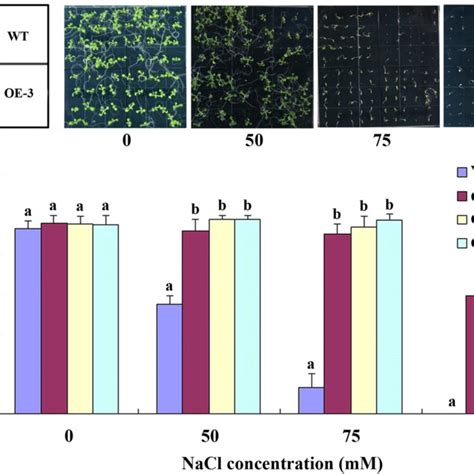 Effect Of Nacl Treatment On Seed Germination The Germination Was