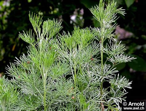 Heilpflanzen Eberraute Artemisia Abrotanum