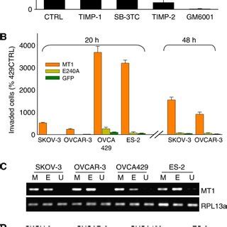 Collagen I Transwell Invasion Matrix Degradation And Motility Of