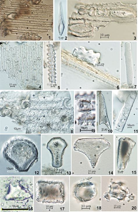 Light Microscopic Photographs Of Phytolith Morphotypes 1 Culm