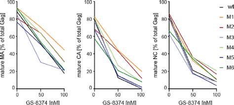 Proteolytic Processing Of Gag In Recombinant Mutant Hiv 1 Variants Download Scientific Diagram