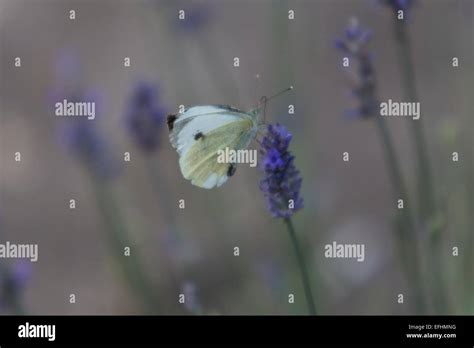 Small White Pieris Rapae Butterfly Hitchin Lavender Fields Cadwell