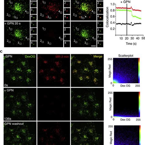 Pdf Endolysosomes Are The Principal Intracellular Sites Of Acid