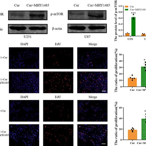 Curzerene Inhibits Mtor Phosphorylation And Down Regulates Glioma