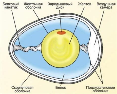 Строение куриного яйца химический состав яйца белка желтка