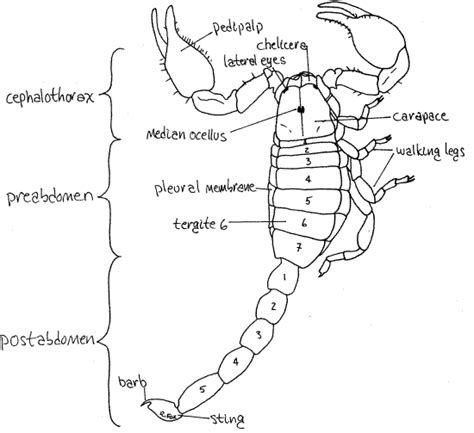 Biology Endeavours Scorpion
