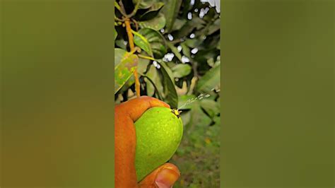 Mango 🥭🥭 Kachcha Aam Youtube