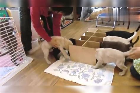 一群小狗看到食物都很兴奋有爱的一幕