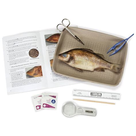 How To Dissect A Fish For A Student Whos Never Done It Before By