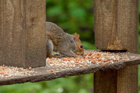What Is Foraging Discover Nature S Hidden Treasures