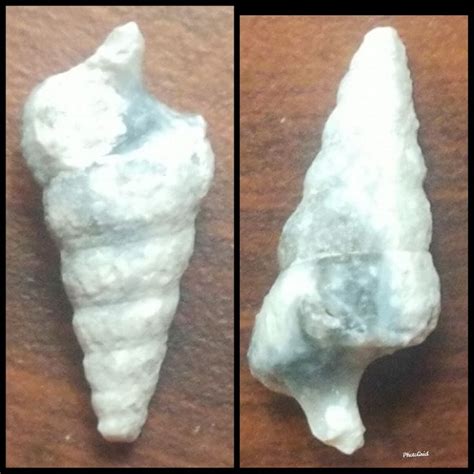 Agatized Fossil Shell Fossil Shells Tampa Bay Florida