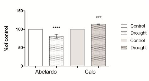 Adaptation Of The Maize Seedling Seminal Roots To Drought Essential