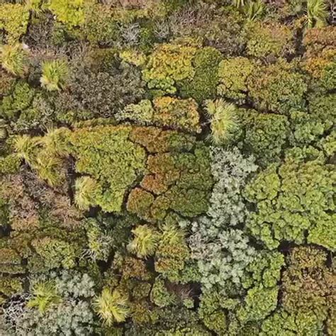 Gabriela Jose On Linkedin Communication Biodiversity Trees