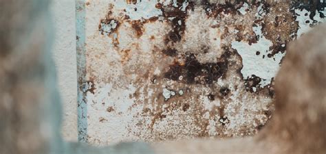 How To Get Rid Of Mould In Shower Silicone 10 Easy Methods