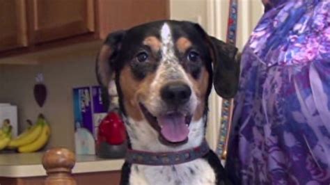 Hungry Pup Eats Owners Cash Cnn Video