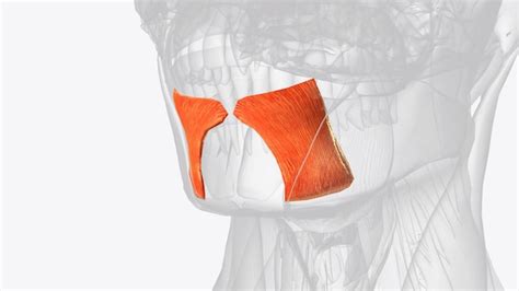O Depressor Labii Inferioris é Um Músculo Facial Emparelhado Localizado