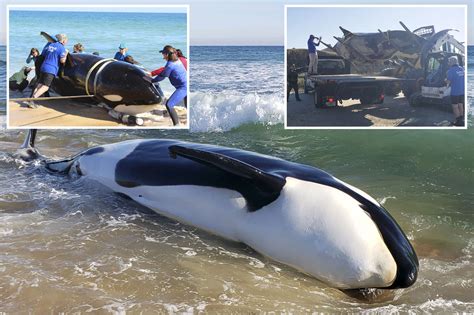 Beached Killer Whale Dies In First Known Stranding In Southeastern Us