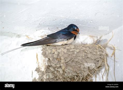 Bird Making Nest With Mud