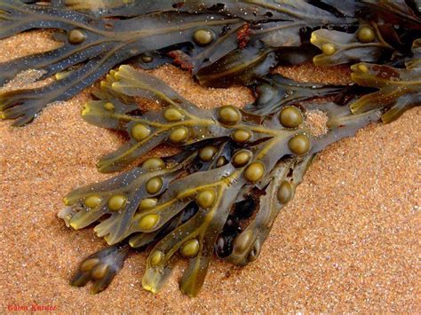 Life Cycle Laminaria And Fucus Brown Algae