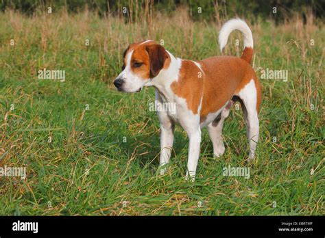 Pointer Beagle Mix Puppies