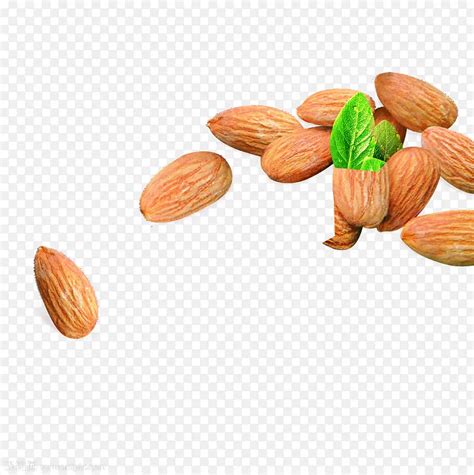 好多粒苦杏仁png图片素材下载图片编号yrjormby 免抠素材网