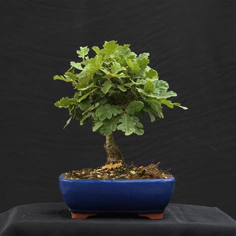 Quercus Pubescens Bonsai Da Esterno Iab 0211 In Arte Bonsai