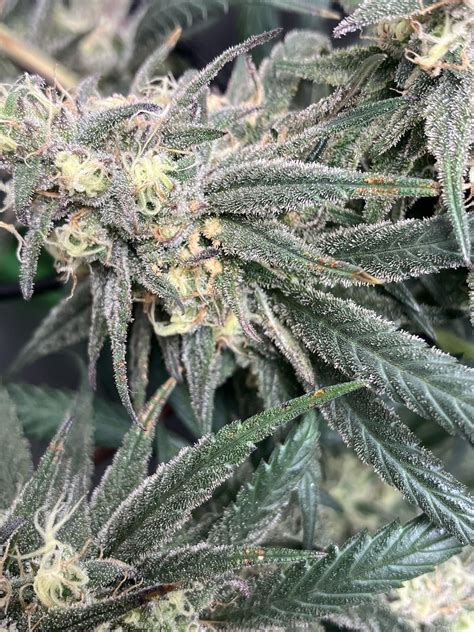 Nutrient Toxicity More In Comments Rgrowbuddy