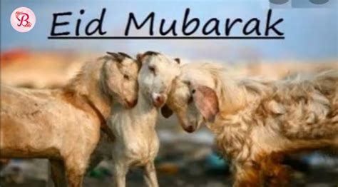 Eid Ul Adha Whatsaap Status 2022 Download Tajassus