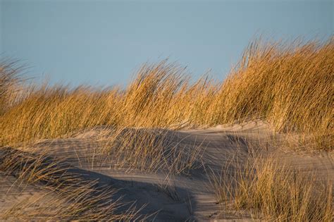 Dune Grass Free Photo On Pixabay Pixabay