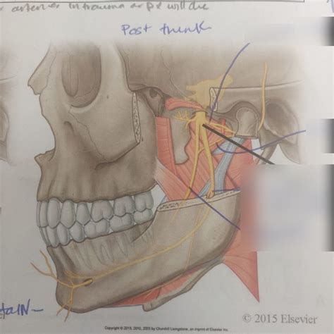 Infratemporal Structures Diagram Quizlet