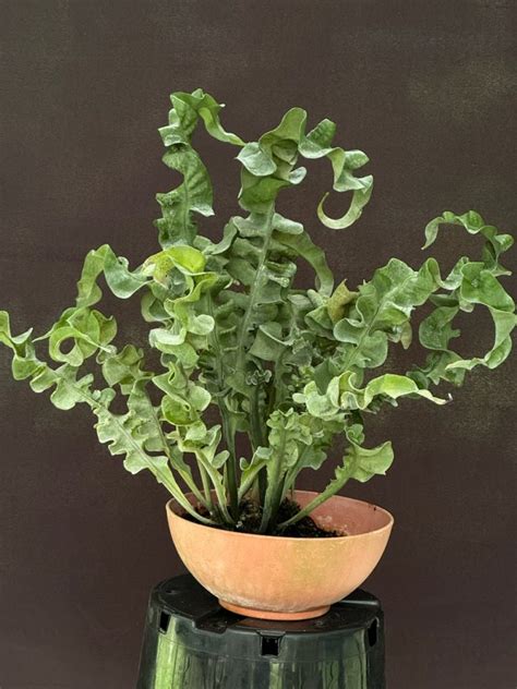 Microsorum Punctatum ‘undulatus Fern Gardino Nursery