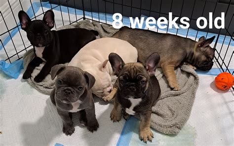 Melvins Frenchies In Florida French Bulldog Puppies Good Dog