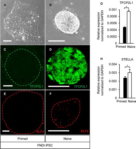Conversion Of Primed Hipscs By The Naive Conversion Kit A Primed Download Scientific Diagram