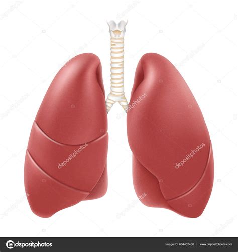 Vettoriale Stockhuman Lungs Anatomy Structure Realistic Vector