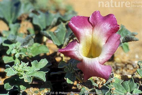 Harpagophytum Procumbens