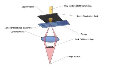Dark Field Microscopy Principle Parts Procedure Uses Biology