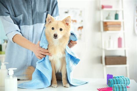 Pros And Cons Of Being A Pet Groomer Petprofessional